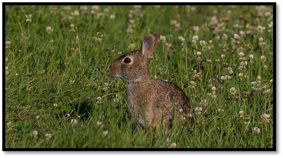 Search Results » The Christopher Farm & Gardens