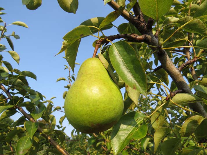 Fruit Orchards » The Christopher Farm & Gardens