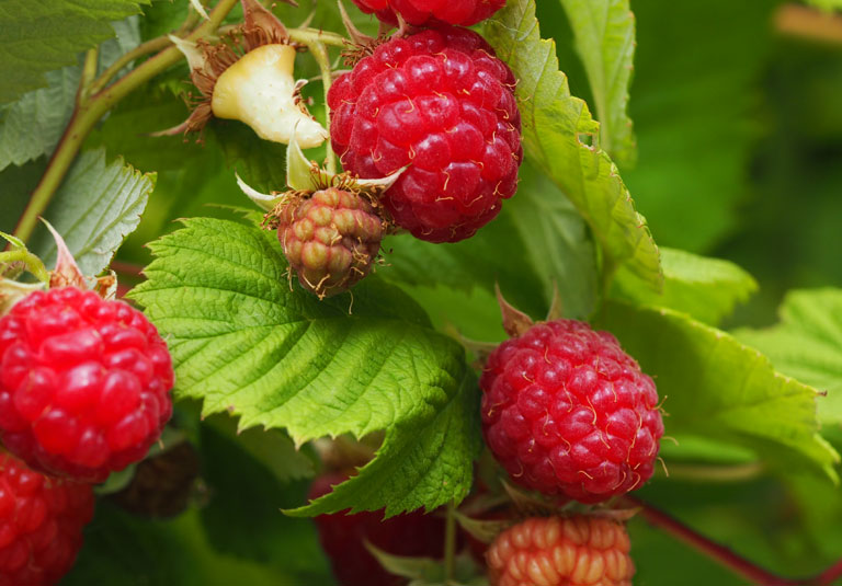 Berry Gardens » The Christopher Farm & Gardens