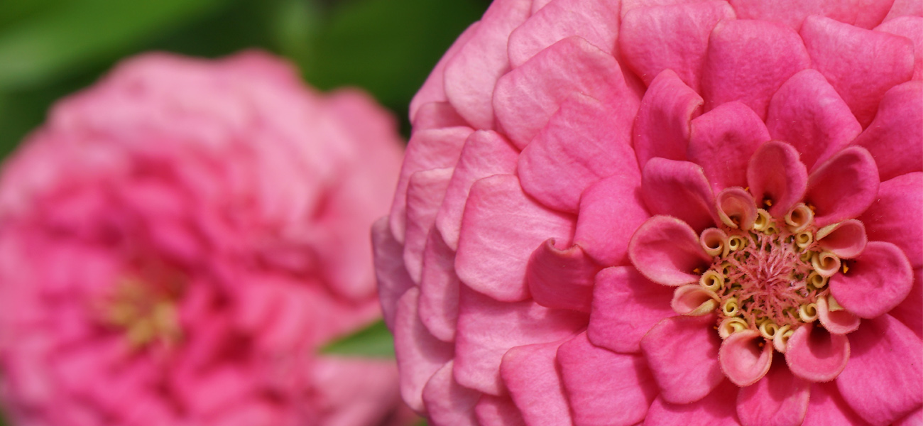 Search Results » The Christopher Farm & Gardens